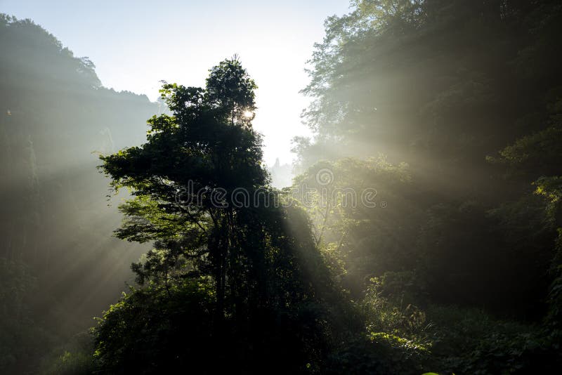Morning sun rays stock image. Image of tree, scenery - 114690311