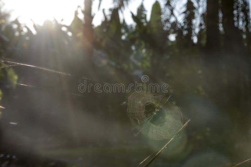 Morning Sun Rays Brightening the Hanging Cobweb Stock Photo - Image of ...