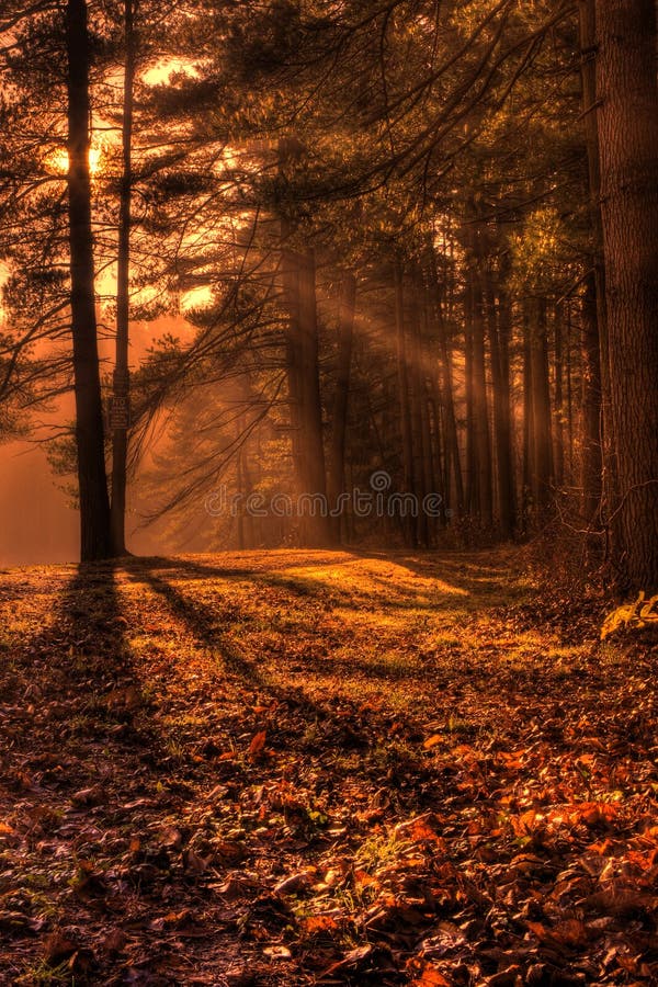 Morning Sun Rays in the Forest Stock Image - Image of mist, sunlight ...