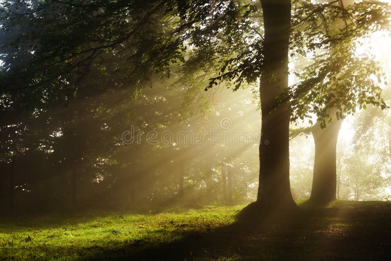 Morning sun rays on forest stock photo. Image of beautiful - 60247408