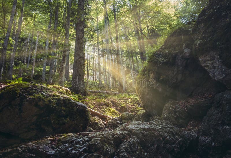 Morning Sun Rays in the Forest Stock Photo - Image of rays, green ...