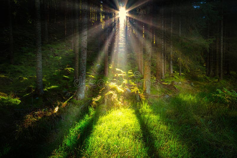 Morning sun rays in forest stock image. Image of dawn - 185397233