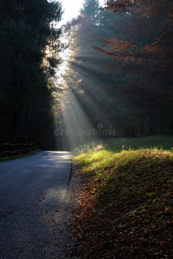 Morning Sun Rays through the Forest Road Stock Photo - Image of road ...