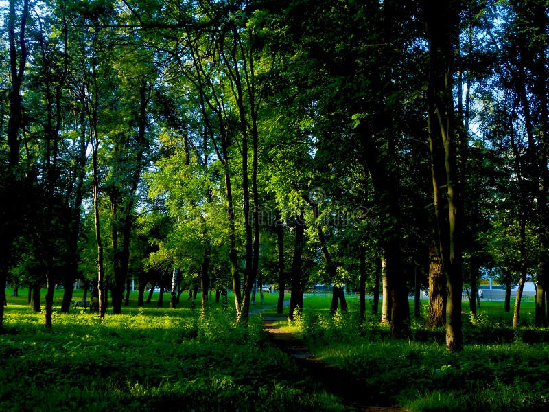 Morning Sun Rays Make Their Way through a Green Grove of Tree Leaves in ...