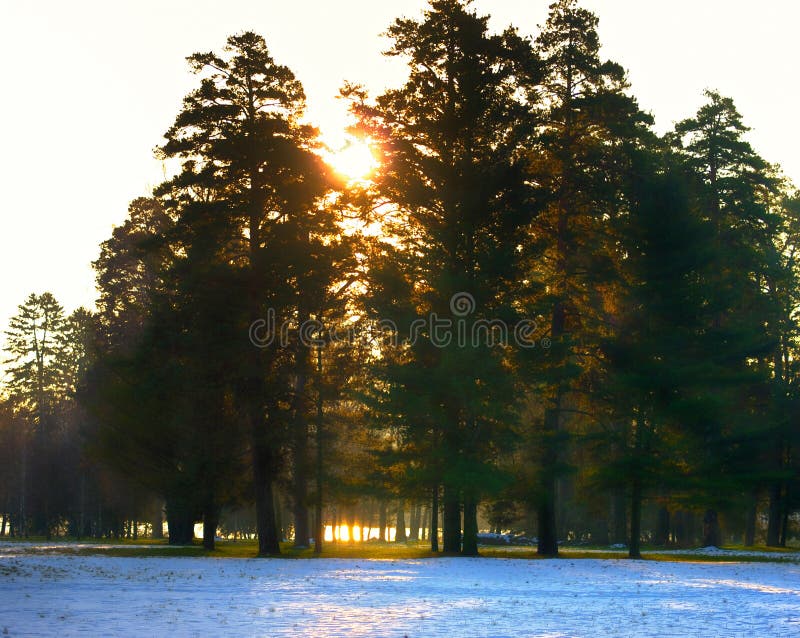 Morning Sun Rays through the Old Fir. Early Spring Landscape Stock ...