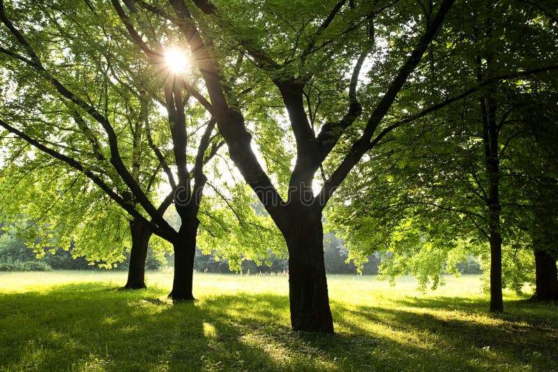 Tree and sunlight stock photo. Image of contrejour, lights - 4313632