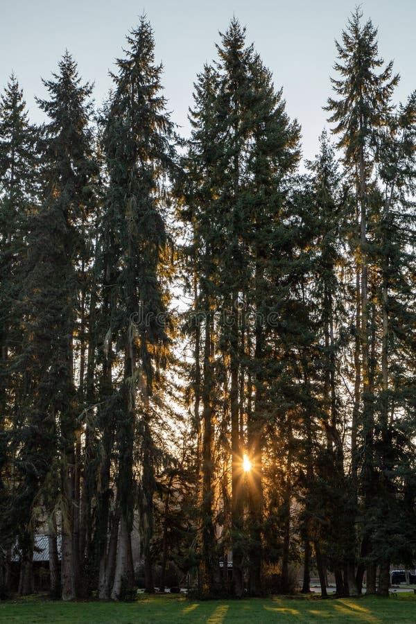 Morning Sun Rays through Pine Trees Stock Photo - Image of tall, tree ...