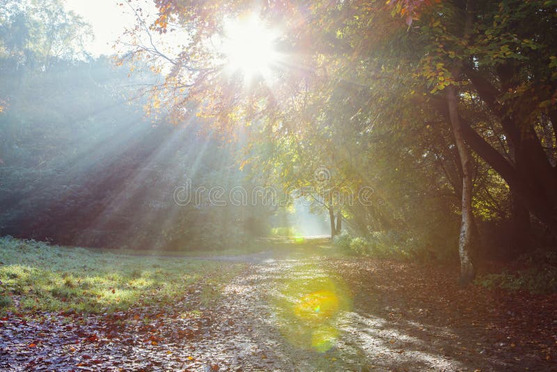 Morning Sun Rays Shining in the Autumn Forest Stock Image - Image of ...