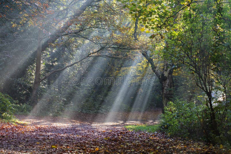 Morning Sun Rays Shining in the Autumn Forest Stock Photo - Image of ...