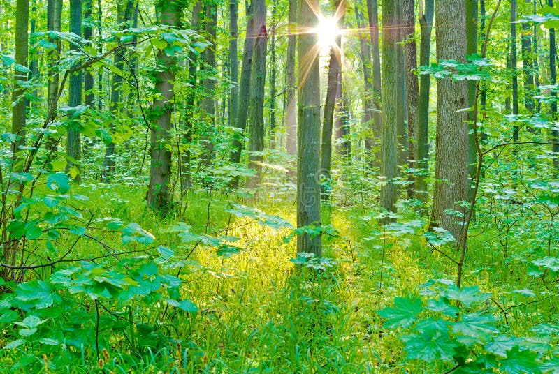 Morning Sun Rays in Summer in the Forest Stock Image - Image of bright ...
