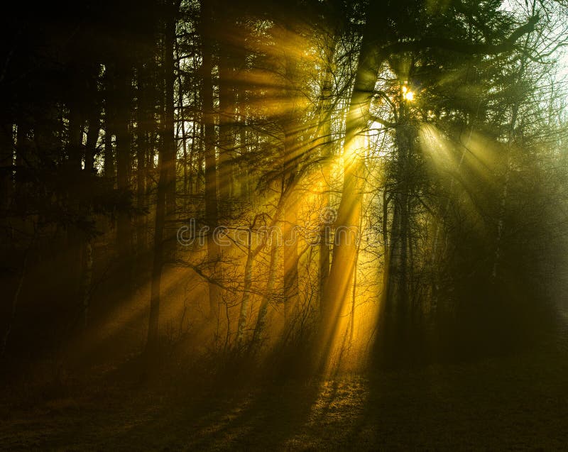 Morning sun stock image. Image of landscape, forest, sunbeam - 94511265