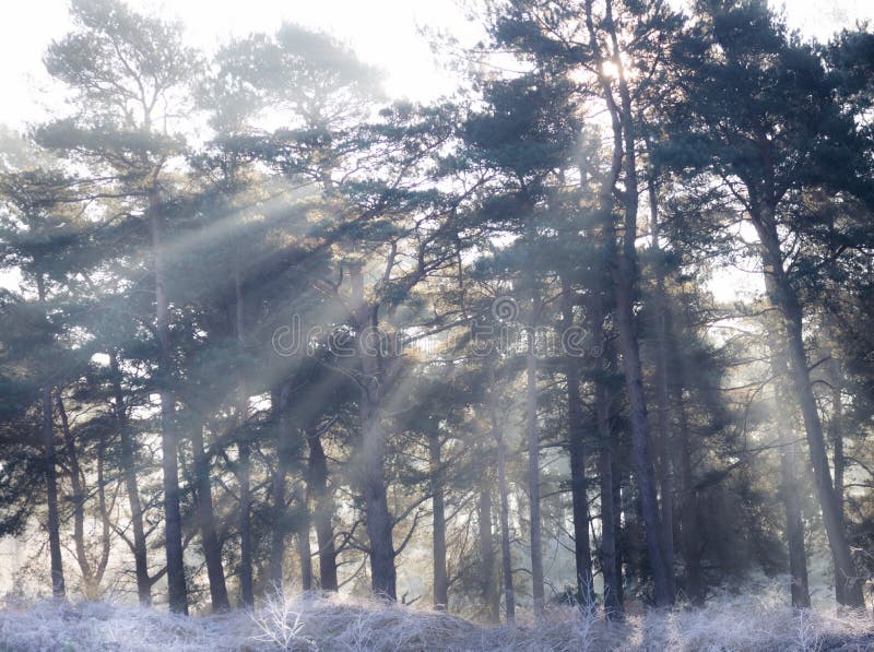 Morning 8 stock photo. Image of trees, morning, rays - 207884576