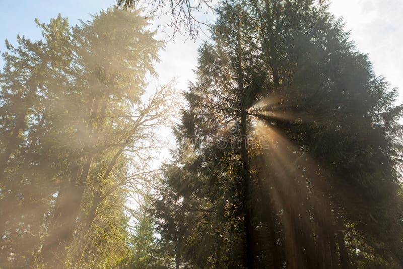 Morning Sun Rays through the Trees Stock Photo - Image of america ...