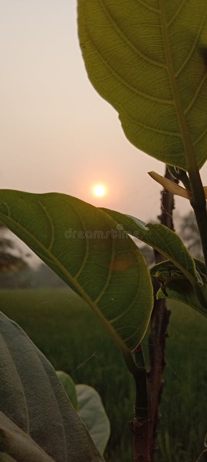 Morning Sun Rays Village Tree Real Nature Environment Stock Photo ...