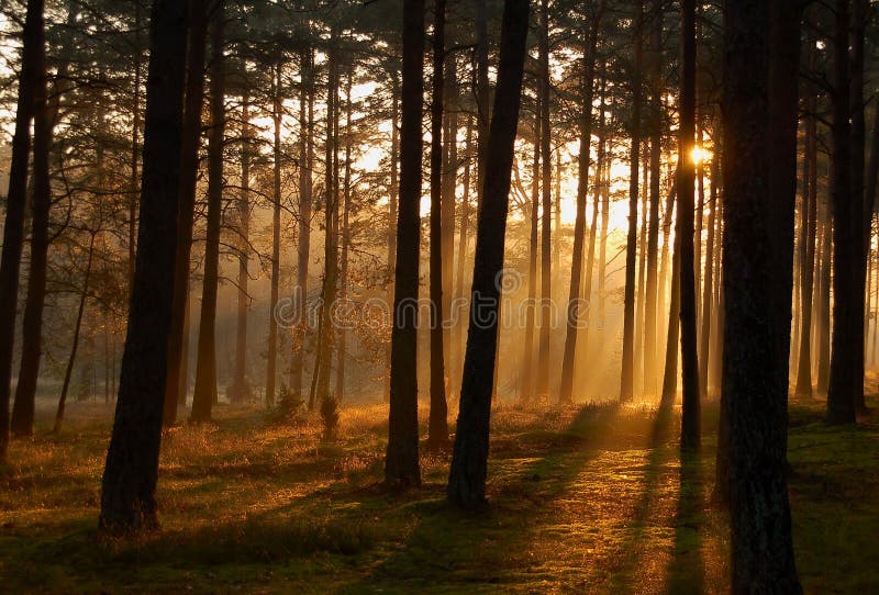 Morning Sun Rays in the Woods Stock Image - Image of abstract, nature ...