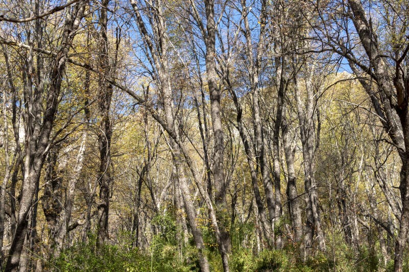 Trunks of Native Trees in the Forest Stock Photo - Image of protected ...