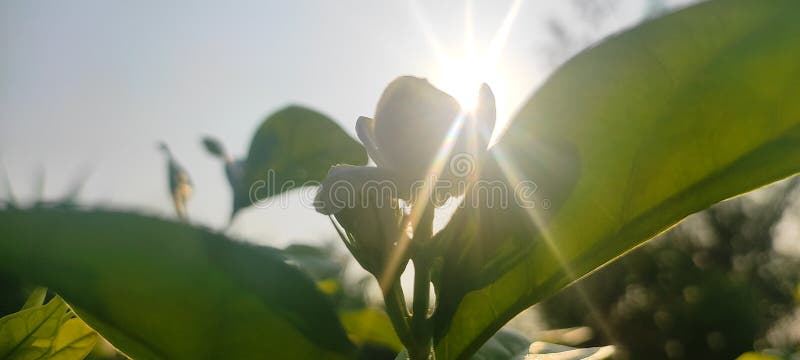 Morning Sun in an Refreshing Morning Along with Jasmine Stock Photo ...