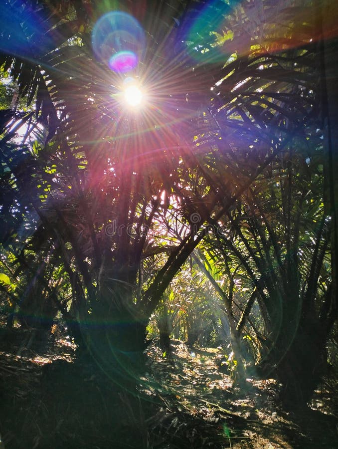 Morning Sun in the Salak Garden,start the Morning Enthusiasm for Work ...