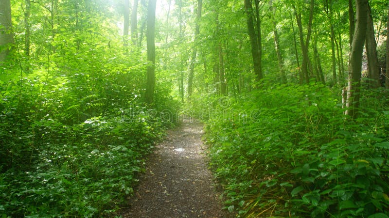 A path in the woods editorial stock photo. Image of middle - 330070418