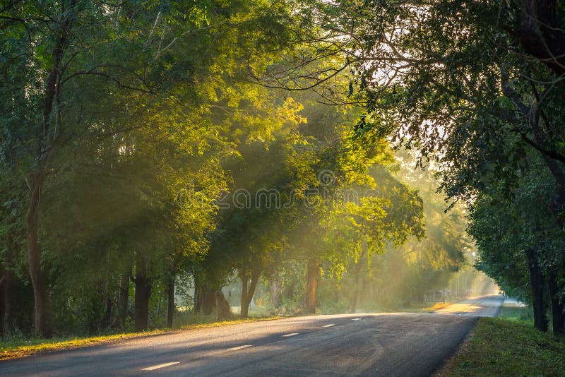 Morning Sun Shining on the Country Road. Stock Photo - Image of scenic ...