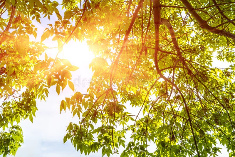 Morning Sun Shining through Leaves Canopy Stock Image - Image of sunny ...