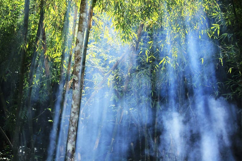 The Light through the Smoke in the Bamboo. Stock Image - Image of ...