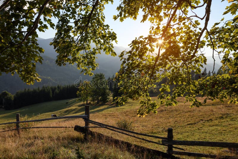 Morning Sun Shining through Tree Branches on Pasture in Mountains Stock ...
