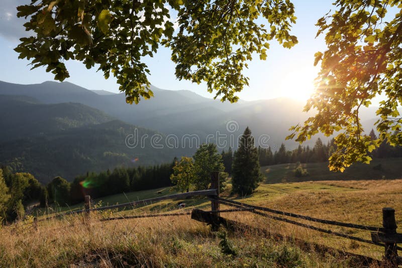 Morning Sun Shining through Tree Branches on Pasture in Mountains Stock ...