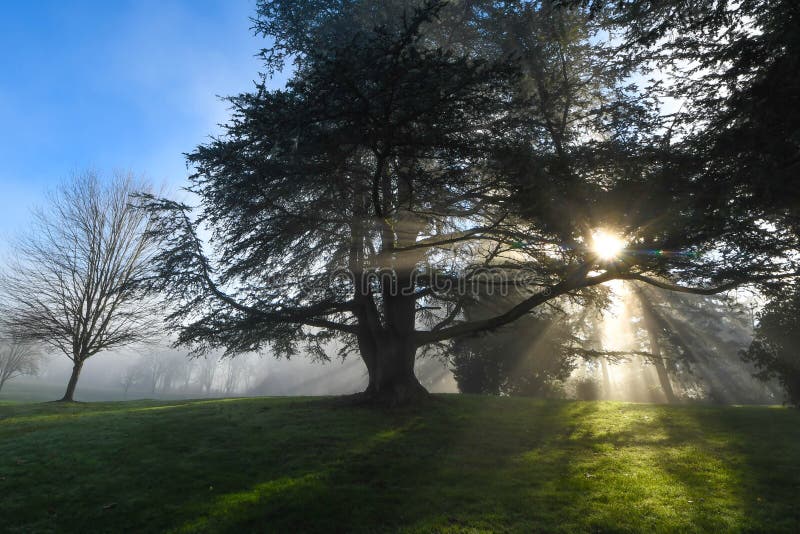 Sun rays through trees stock image. Image of walkway - 109961367