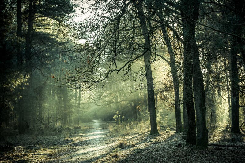 Morning Sun Shining through the Trees Stock Image - Image of fresh ...