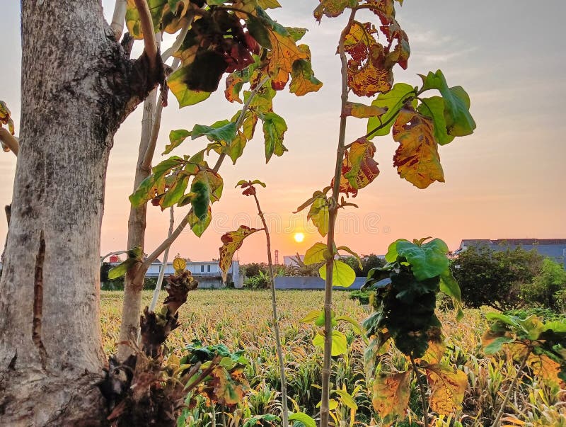 The Morning Sun between the Teak Trees Was almost Gone Stock Photo ...