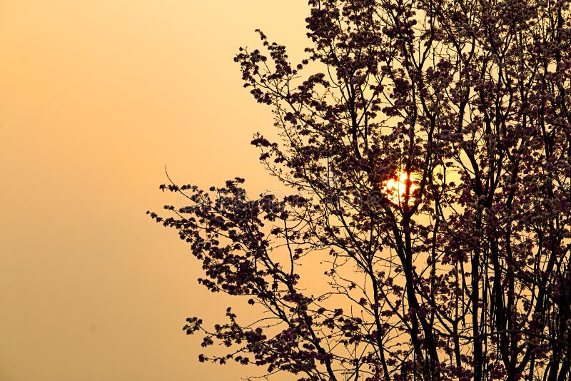 Morning Sun through the Trees Stock Photo - Image of bright, landscape ...