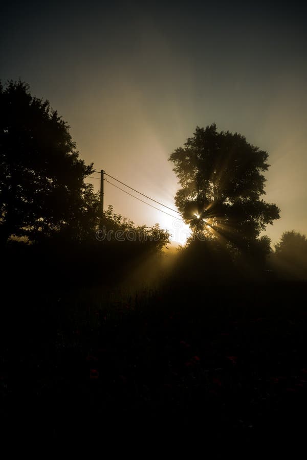 Morning Sun through the Trees Stock Photo - Image of sunny, shine ...