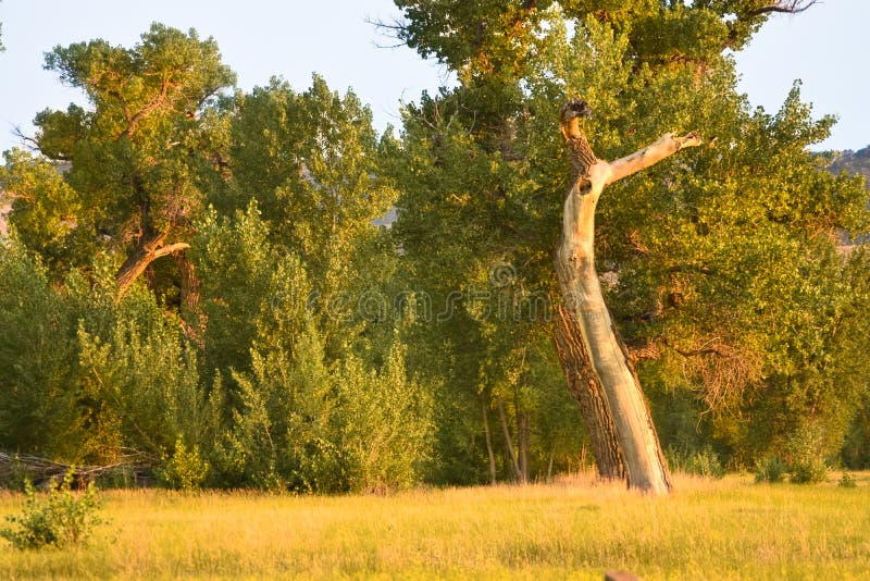 Morning Sun on Trees in Summer Stock Photo - Image of dinosaur, lodge ...