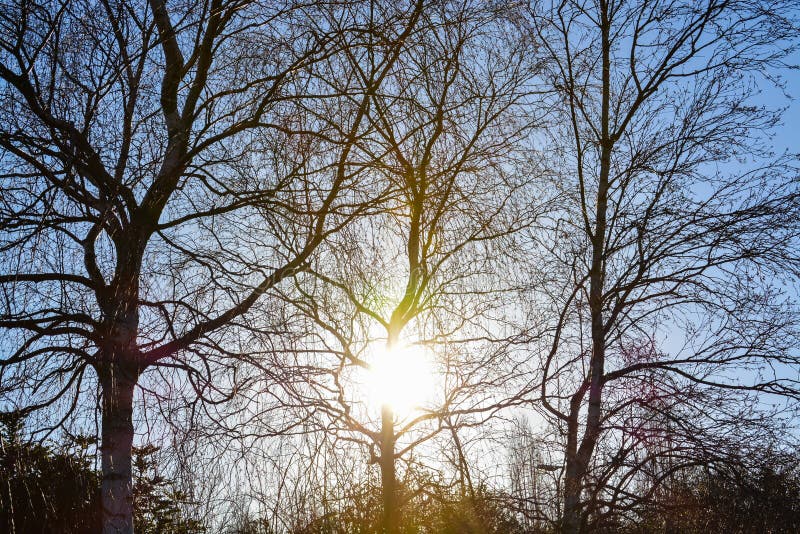 Morning sun in UK winter stock photo. Image of light - 73499774
