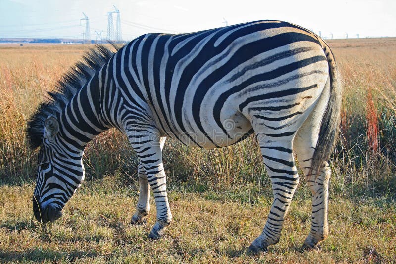 Morning sun on zebra stock photo. Image of light, morning - 93236690