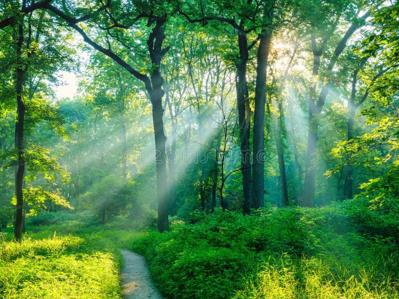 Morning Forest Sunbeams stock image. Image of outdoor - 255158553