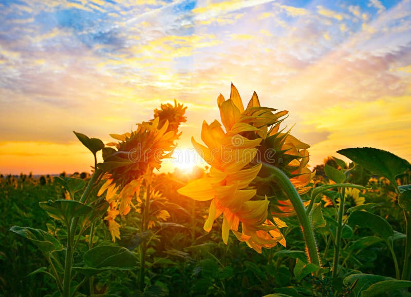 Morning sunflowers stock image. Image of sunflower, morning - 42440135