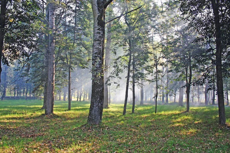 Morning sunlight stock image. Image of green, scenics - 11171145