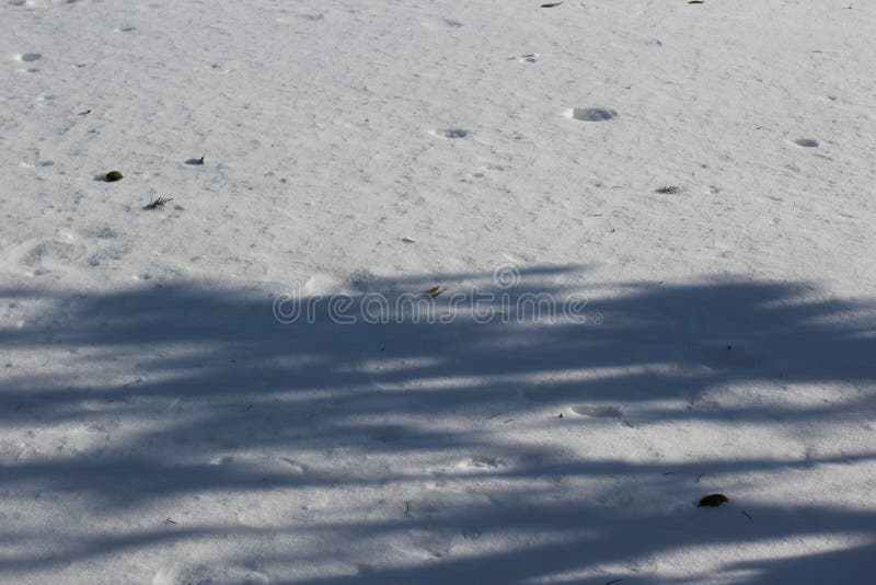Tree Shadow on Snowy Ground Stock Image - Image of detail, condition ...