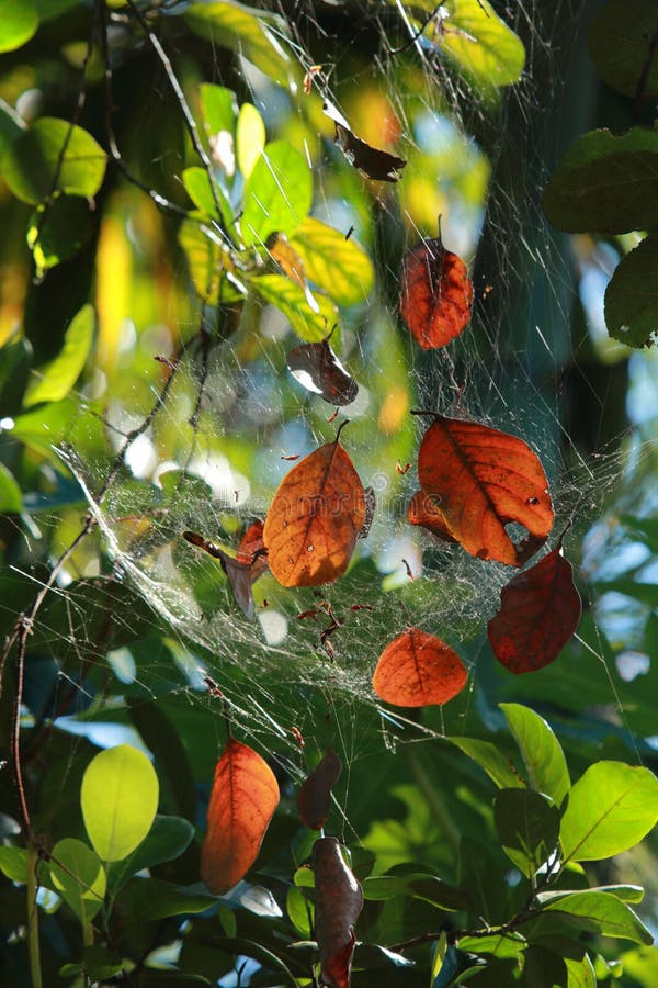 The Morning Sunlight Creates Drama of Light and Shadow in the Foliage ...
