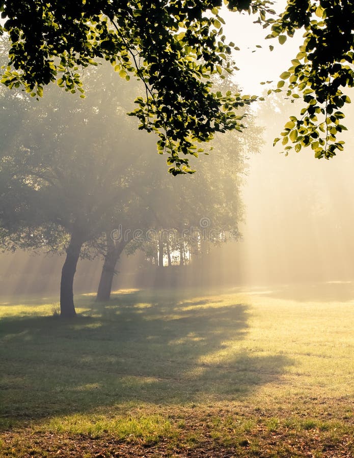 Forest in back light stock photo. Image of rays, impressive - 20132802