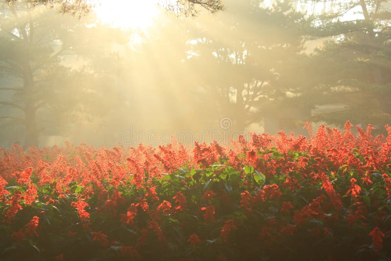 Morning sunlight stock photo. Image of bright, leaf, green - 45890082