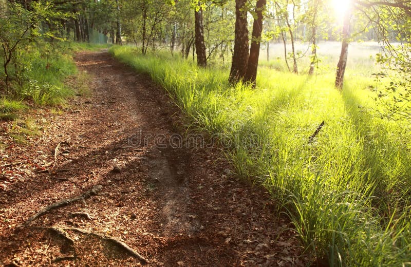 Morning Sunlight on Forest Path Stock Photo - Image of outside ...