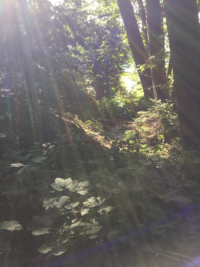 Morning Sunlight stock image. Image of gods, sunlight - 158841373