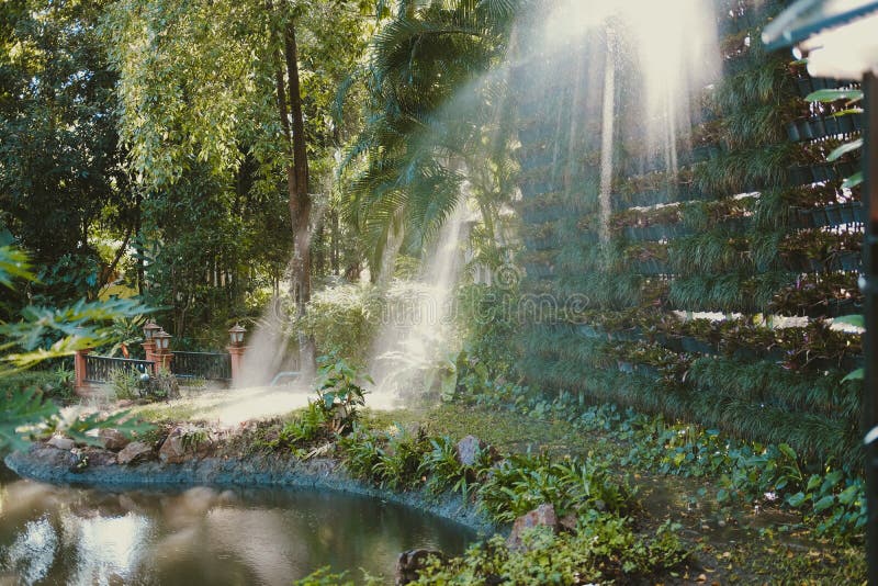 Morning Sunlight on Mist in Garden Stock Photo - Image of morning, tree ...