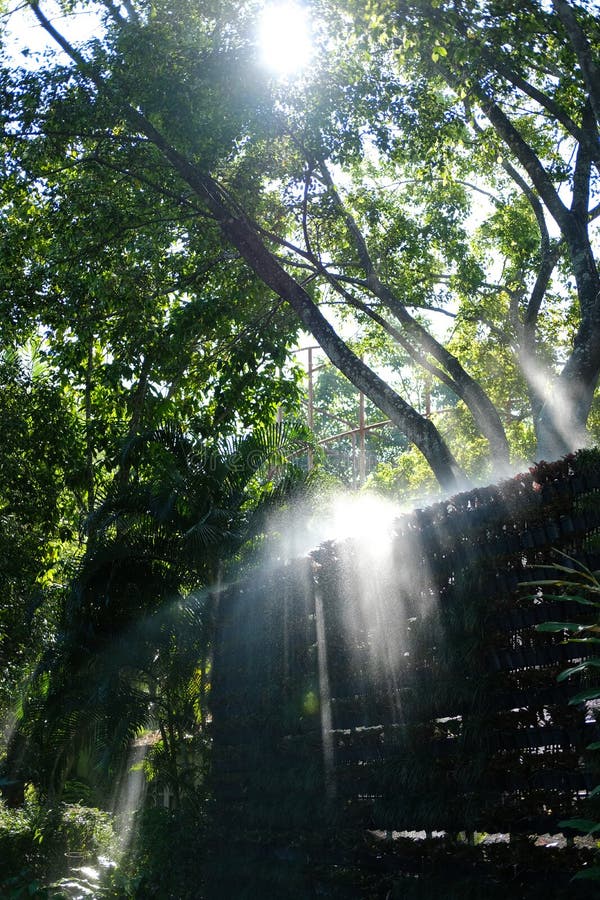Morning Sunlight on Mist in Garden Stock Photo - Image of sunlight ...