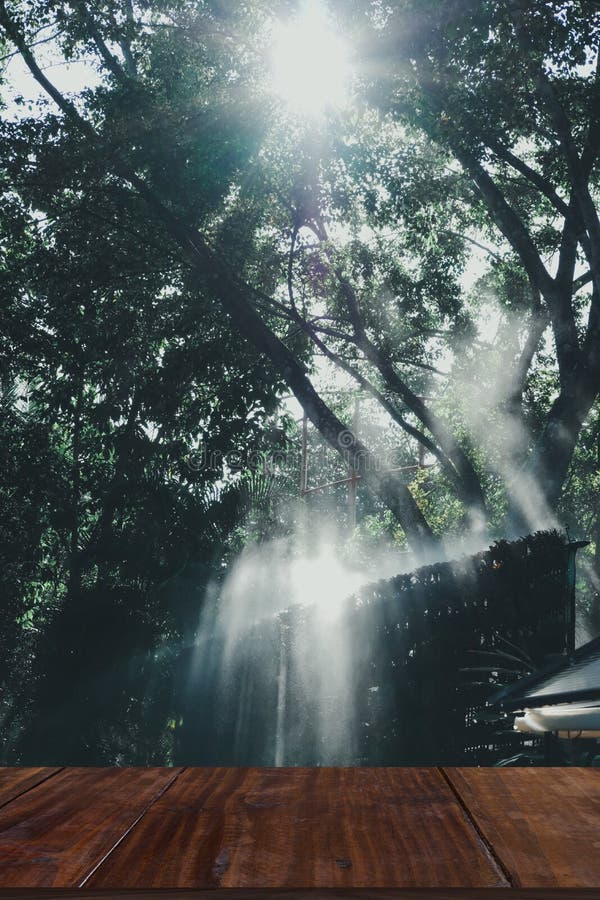 Morning Sunlight on Mist in Garden Stock Image - Image of mist, tree ...