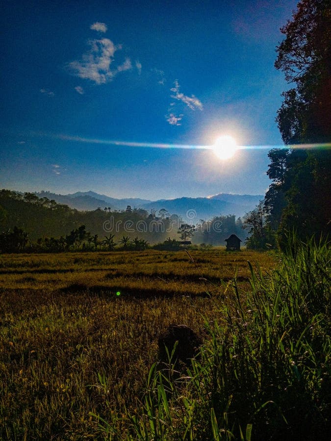 Morning Sunlight in the Rice Fields of a Village in South Sumatra ...