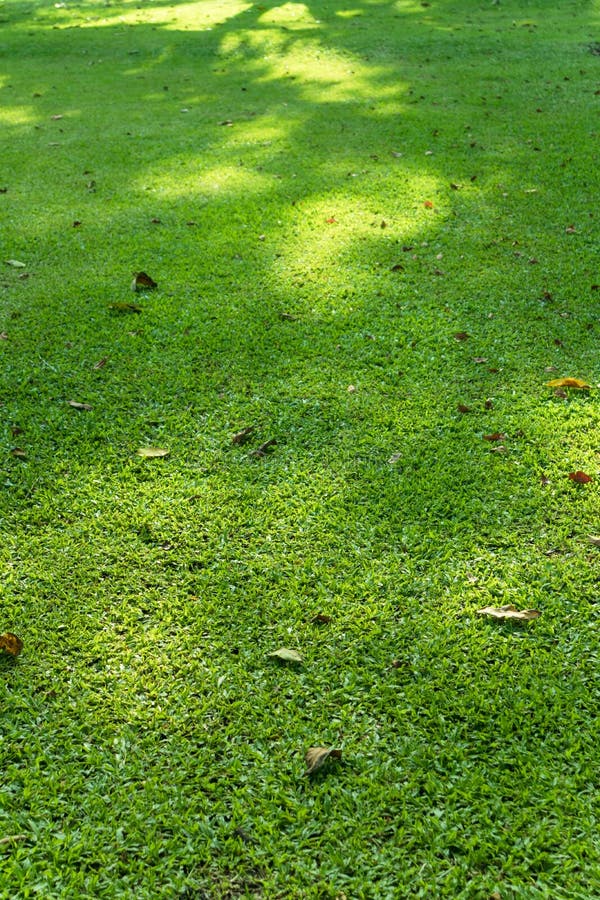 Morning Sunlight stock image. Image of meadow, sunny - 167620295